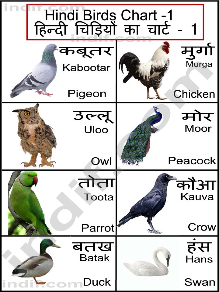 Birds Names